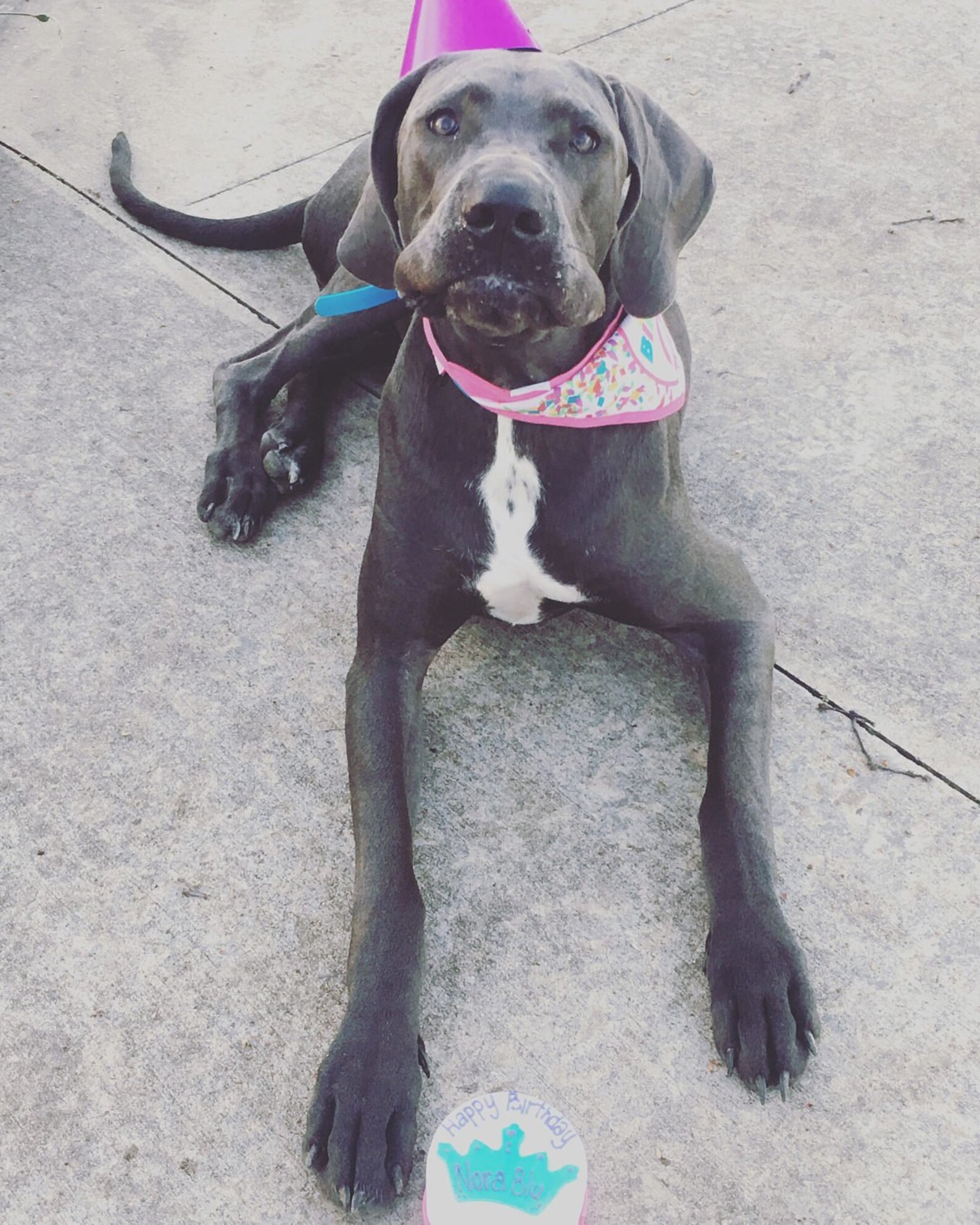 Personalized Birthday 4 Inch Dog Birthday Cake Peanut Butter | Etsy