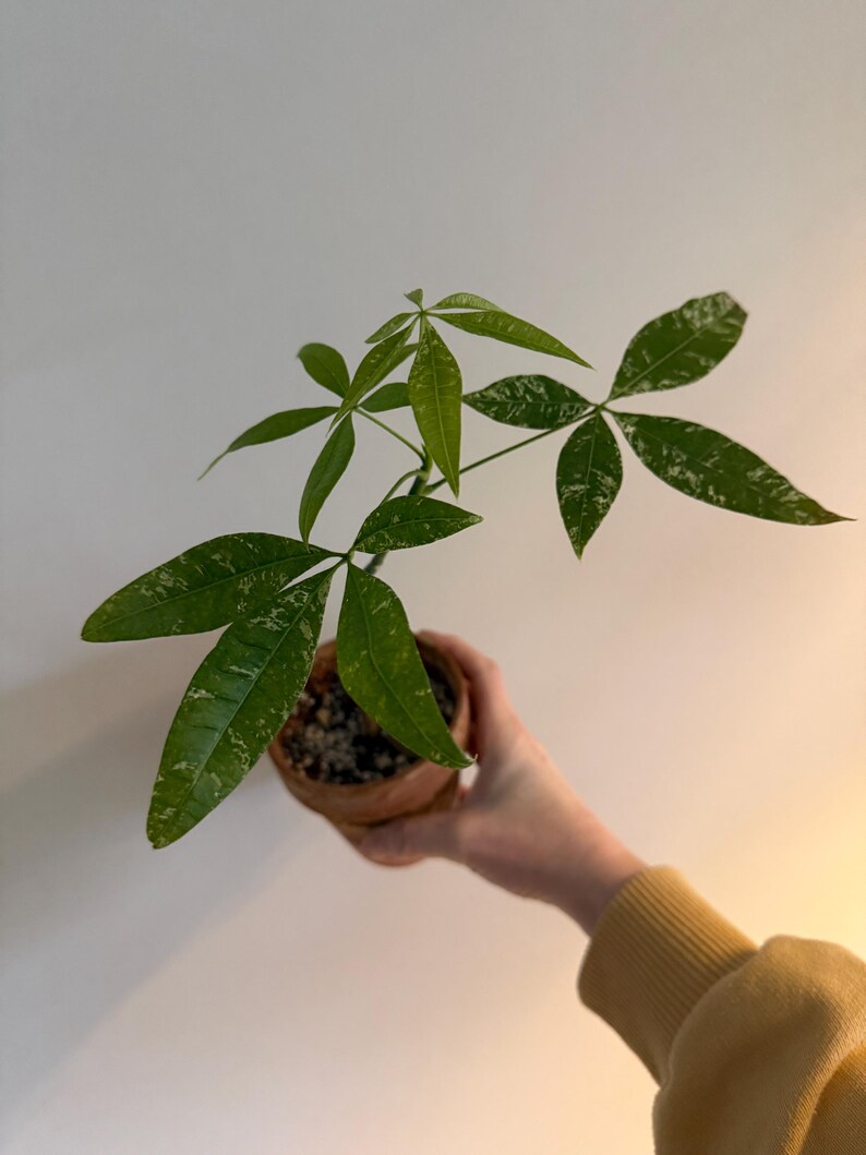 Variegated Money Tree - Etsy