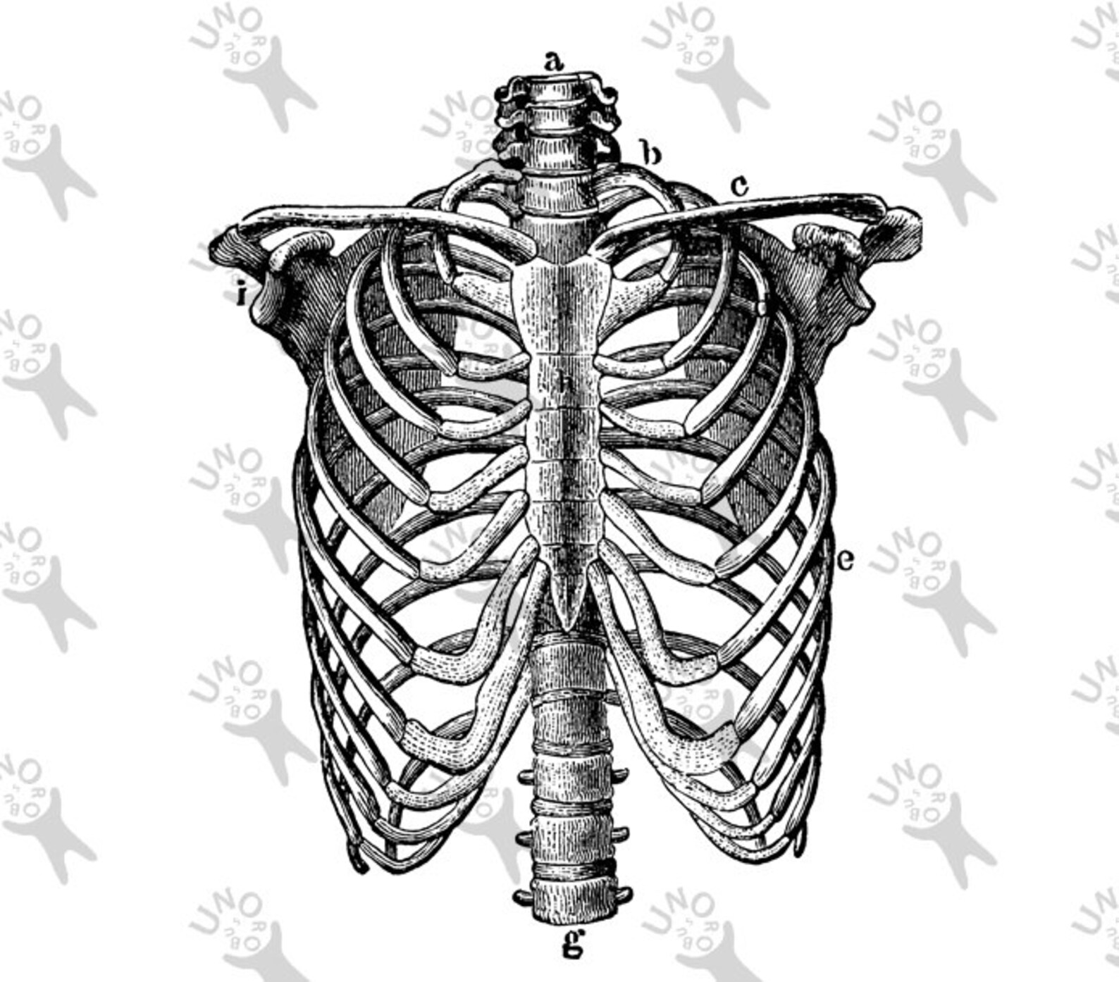 Imagen Vintage humana anatomía tórax pecho Retro dibujo imagen | Etsy