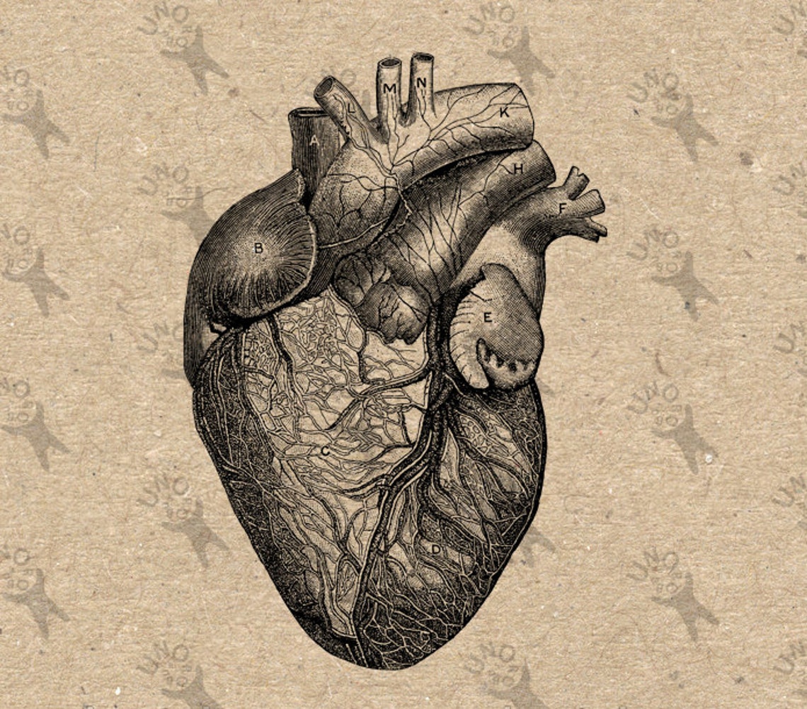 Vintage antiguo corazón humano Anatomía dibujo vieja | Etsy
