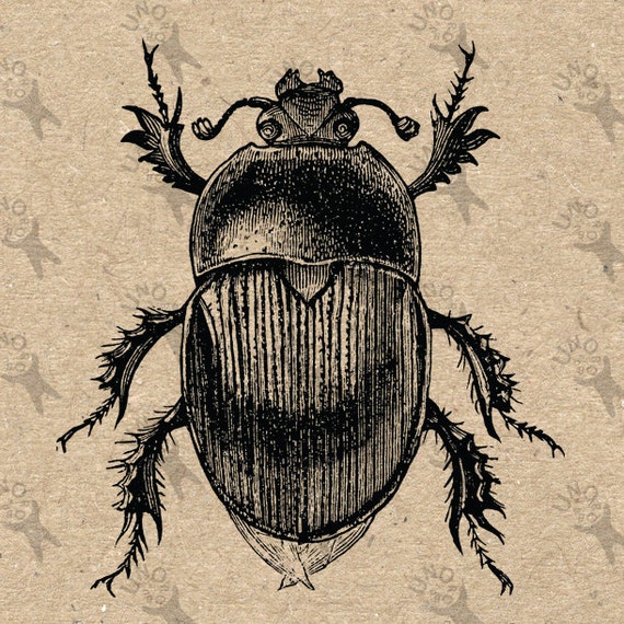 Insect Stag Beetle vintage image instant Download Digital printable ...