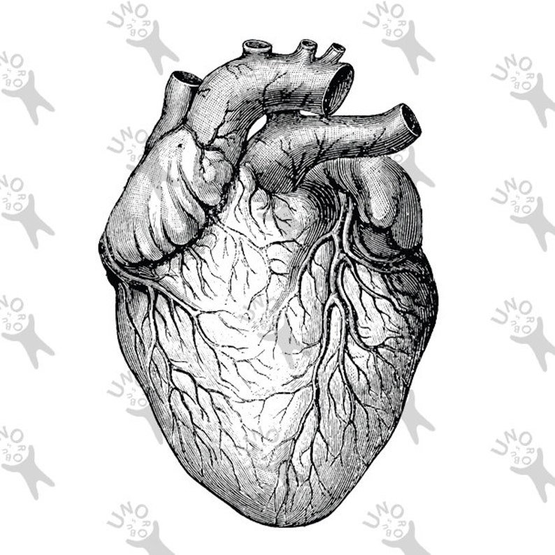 Vintage Anatomical Heart Clip Art Design Transfer Digital File | Etsy