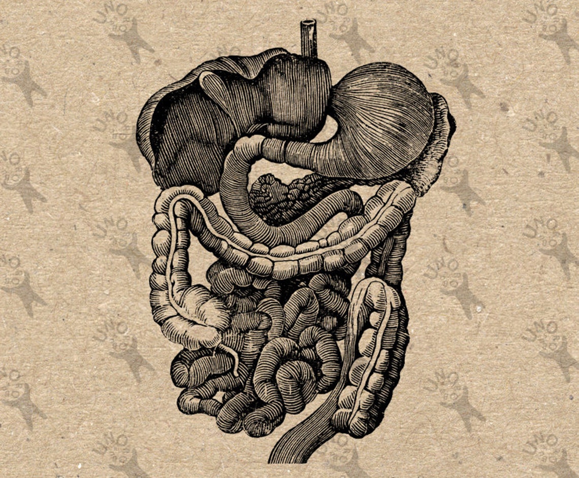 Antique image Human Anatomical Digestive System Retro drawing | Etsy