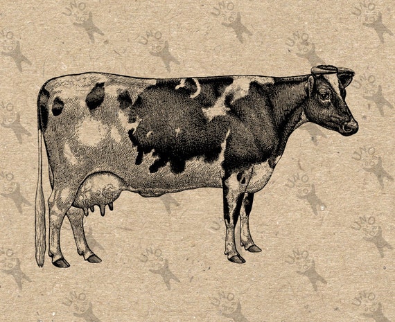 Vintage image Cow Instant Download Digital printable clipart | Etsy