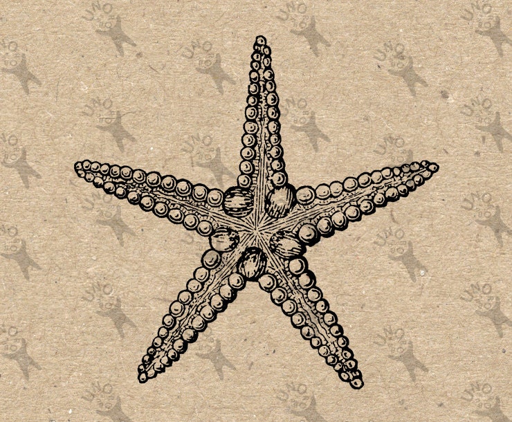 Vintage image Ocean Life Starfish retro drawing Instant | Etsy