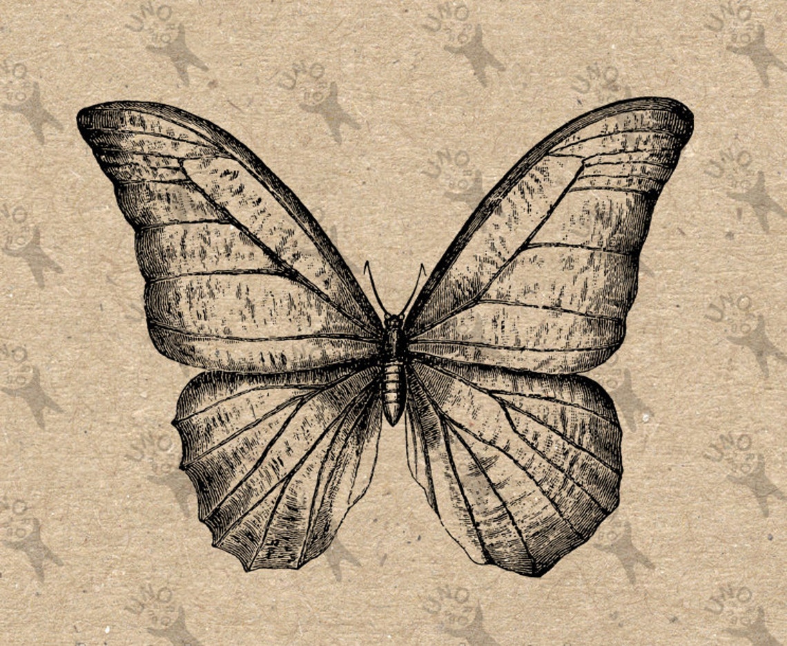 Butterfly Vintage Image Instant Download Digital Printable | Etsy