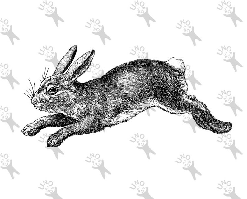 Vintage Image Hare Rabbit Lepus Antique Drawing Instant | Etsy