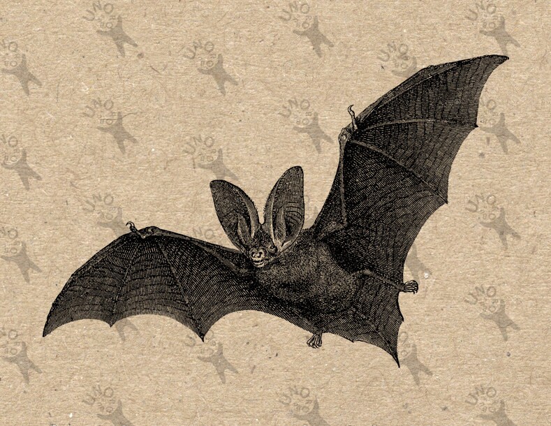 Vintage image Bat Halloween Instant Download Digital printable retro ...