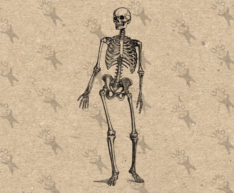 Vintage retro drawing Human Skeleton image Instant Download | Etsy