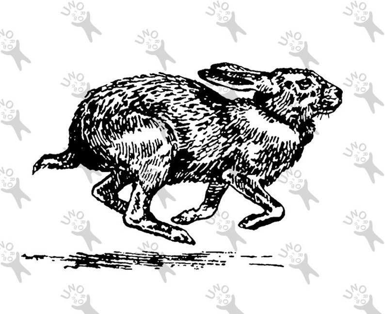 Hare Rabbit Lepus antique drawing Vintage image Instant | Etsy