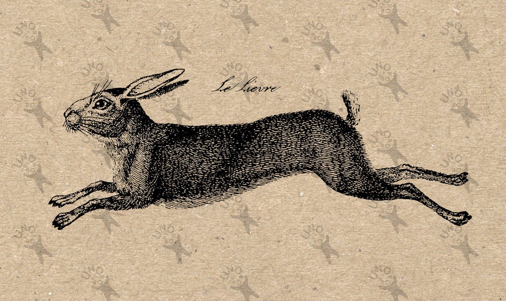 Vintage image Hare Rabbit Instant Download Digital printable | Etsy