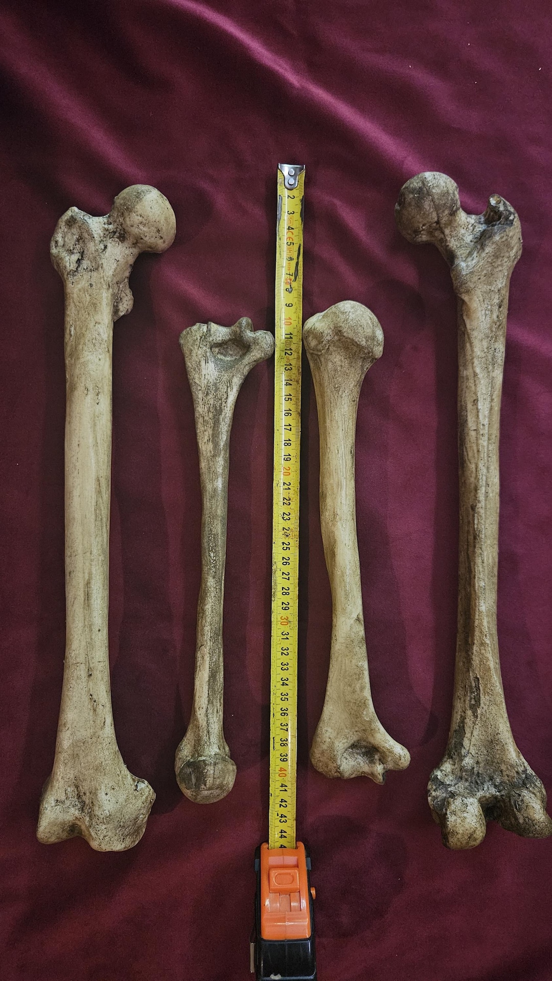 Realistic Movie Prop Bones - Femur and Humerus Lightweight Set - Etsy