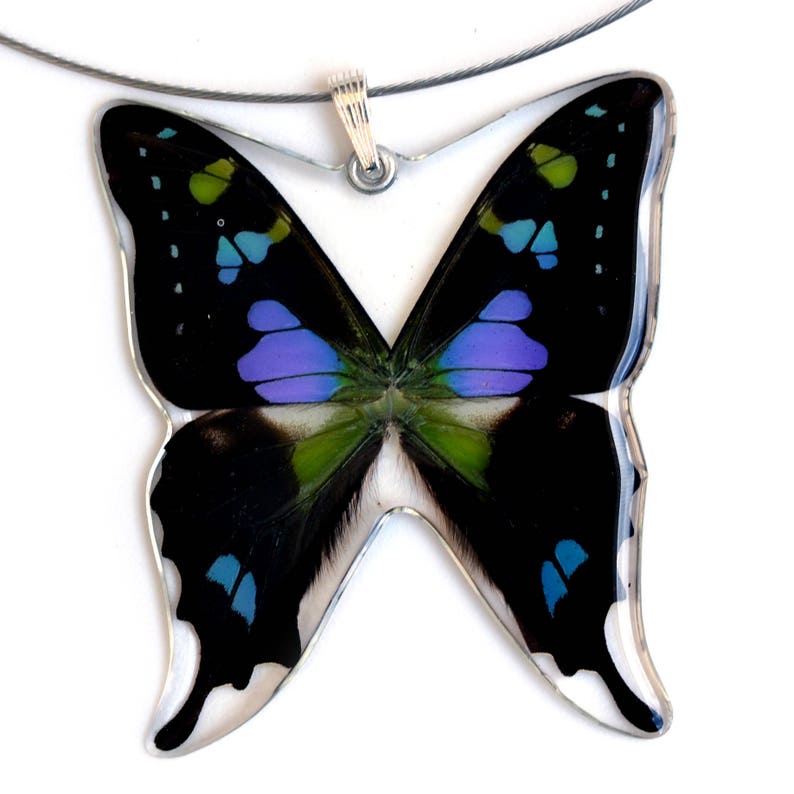 Ultra Violet Pantone Color of the Year. Real Butterfly - Etsy
