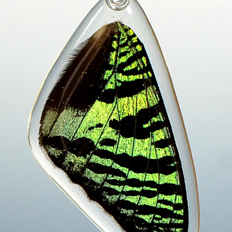 Real Butterfly Wing - Etsy