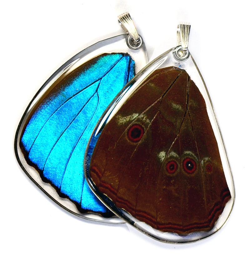 Butterfly Wing Pendant, Butterfly Wing Necklace, Real Blue Morpho ...