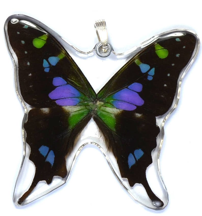 Ultra Violet Pantone Color of the Year. Real Butterfly | Etsy