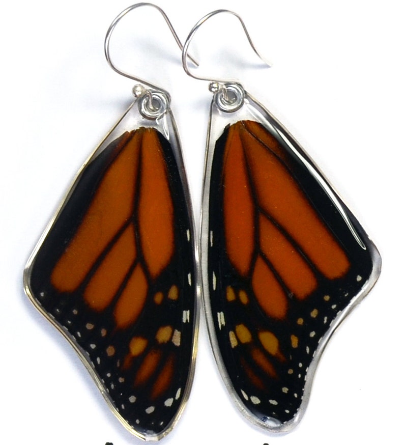 Real Monarch Butterfly danaus Plexippus top/fore Wings - Etsy
