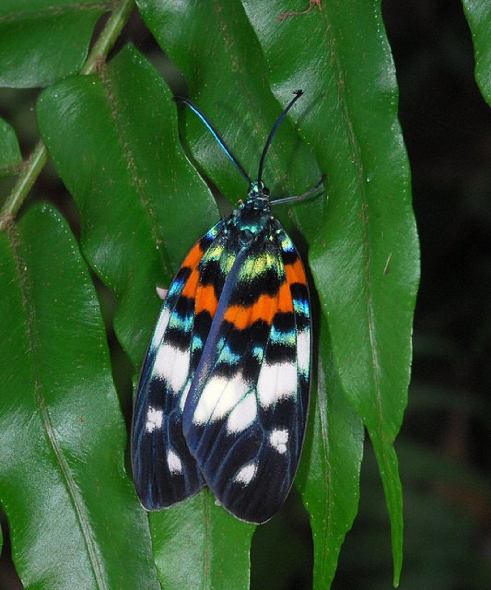 Butterfly Earrings, Real Day Flying Moth (erasmia Pulchera Chinensis ...
