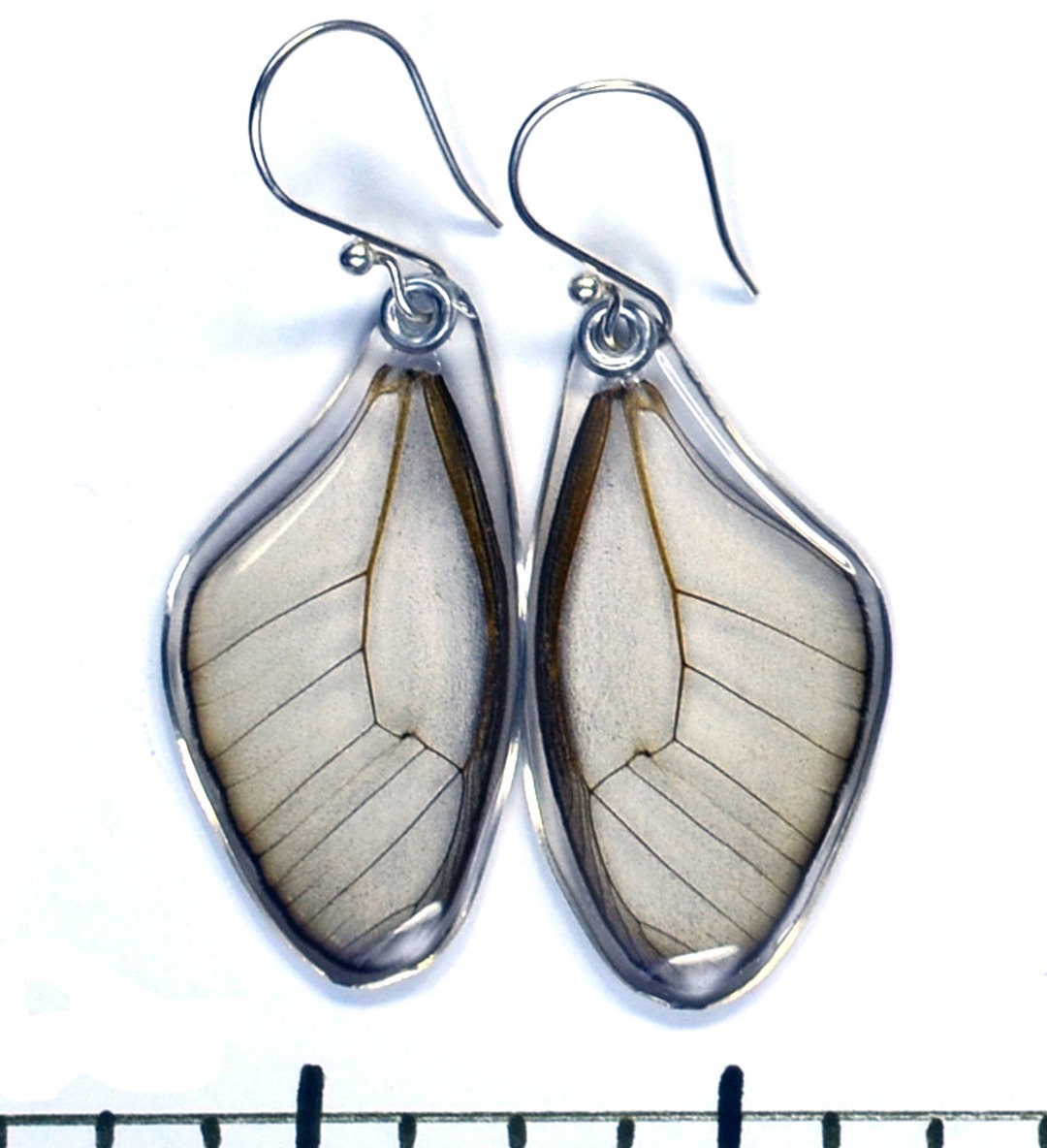 Real Amber Phantom Butterfly (haetera Piera) (top/front Wings) Earrings ...