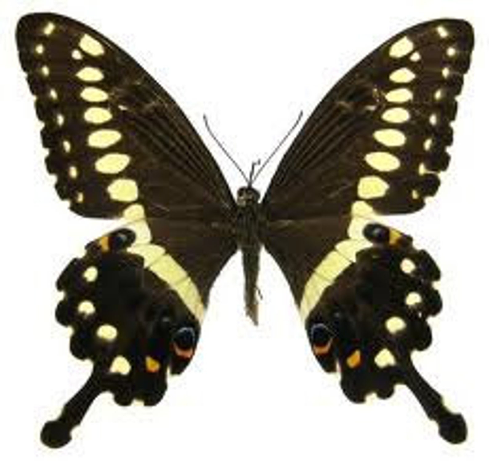 Real Central Emperor Swallowtail Butterfly (papilio Lormieri) (top/fore ...