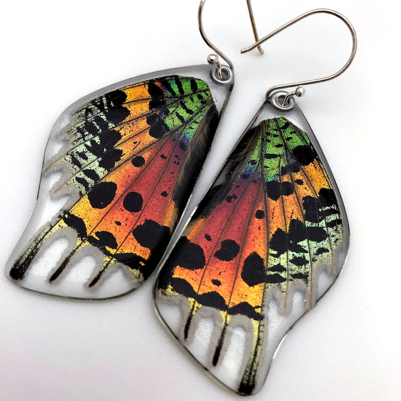 Real Butterfly Wing - Etsy