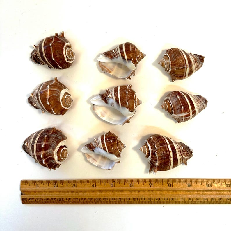 King Crown Seashells Large 2"-2.5" (6 Count/20 Count) - Etsy