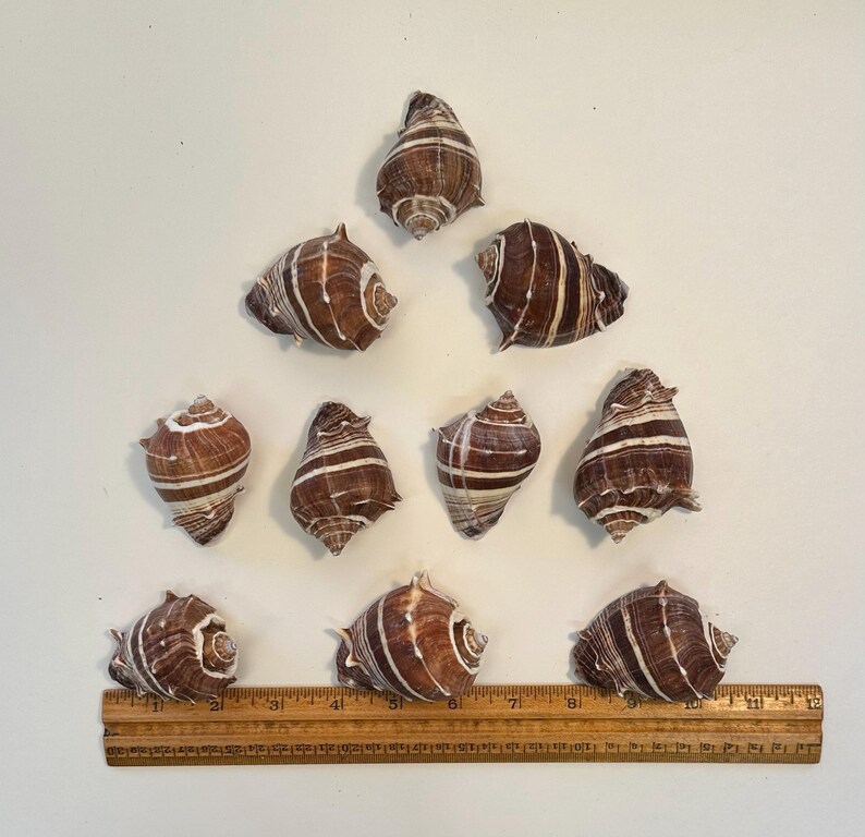 King Crown Seashells Large 2"-2.5" (6 Count/20 Count) - Etsy