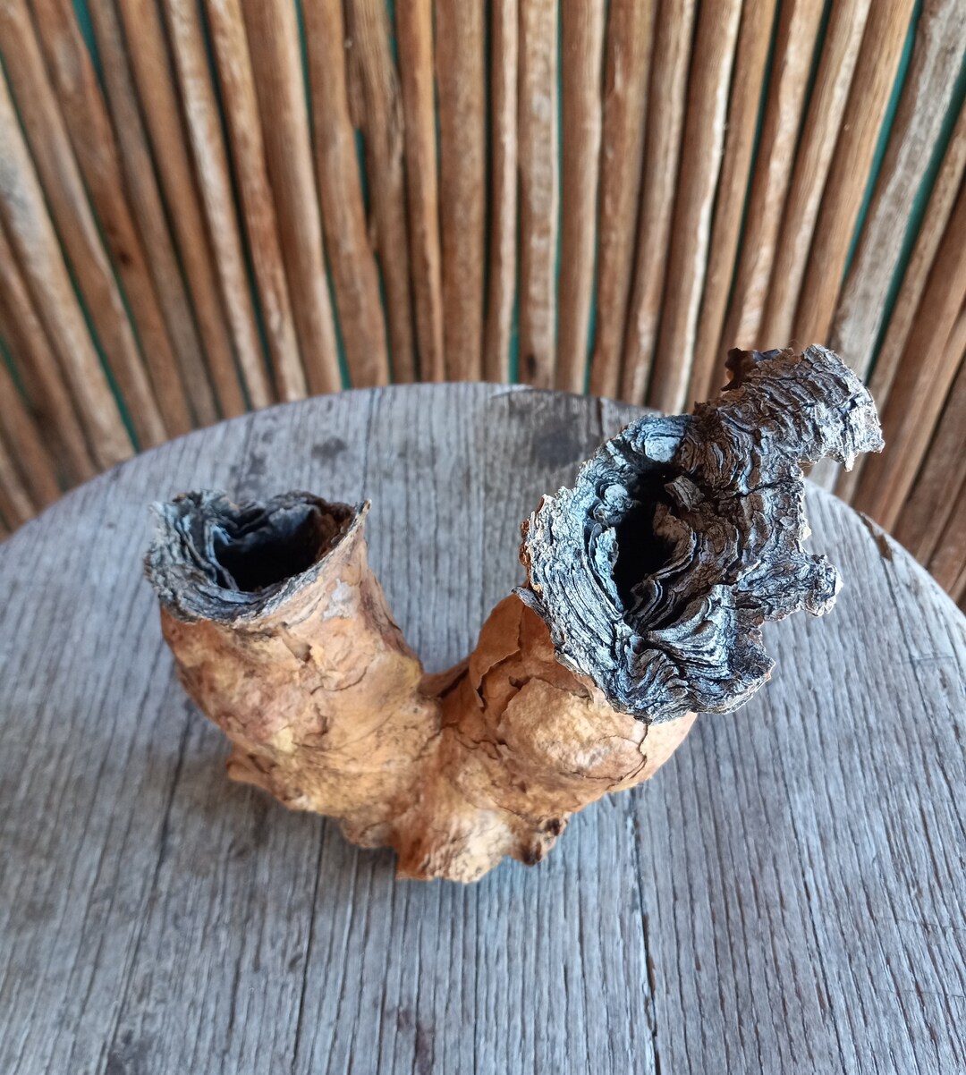 Unique Tunneled Saguaro Cactus Boot, for Terrarium Decor, Table Display ...