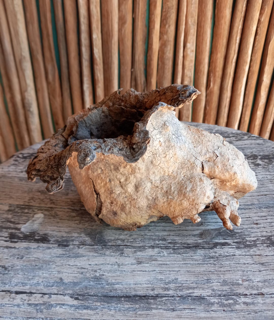 Funky Nice Saguaro Wood Cactus Boot for Display/craft/terrarium Decor ...