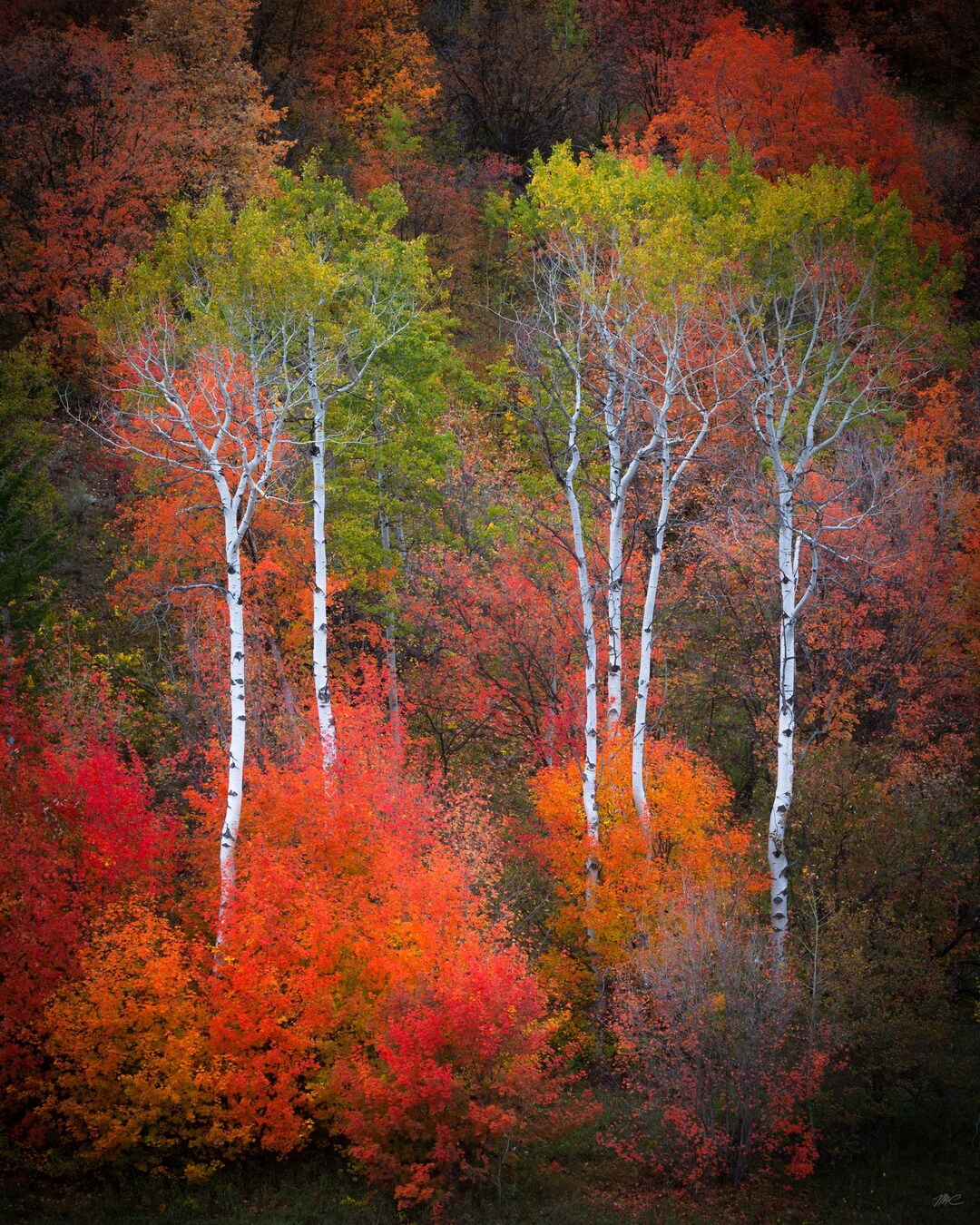 Autumn Aspen Trees, Fine Art Printable Digital Download in 5 Crops, up ...