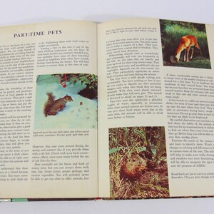 Golden Book of Wild Animal Pets, Vintage Children's Book, Text and ...
