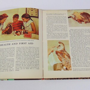 Golden Book of Wild Animal Pets, Vintage Children's Book, Text and ...