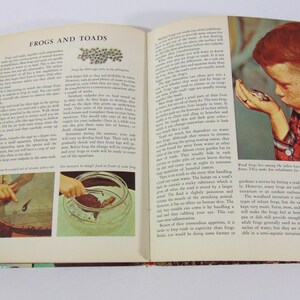 Golden Book of Wild Animal Pets, Vintage Children's Book, Text and ...