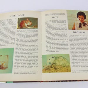 Golden Book of Wild Animal Pets, Vintage Children's Book, Text and ...