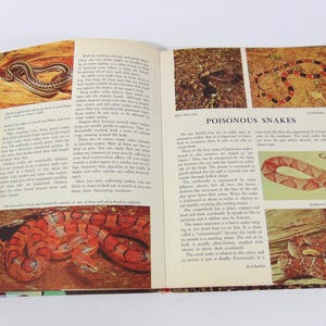 Golden Book of Wild Animal Pets, Vintage Children's Book, Text and ...