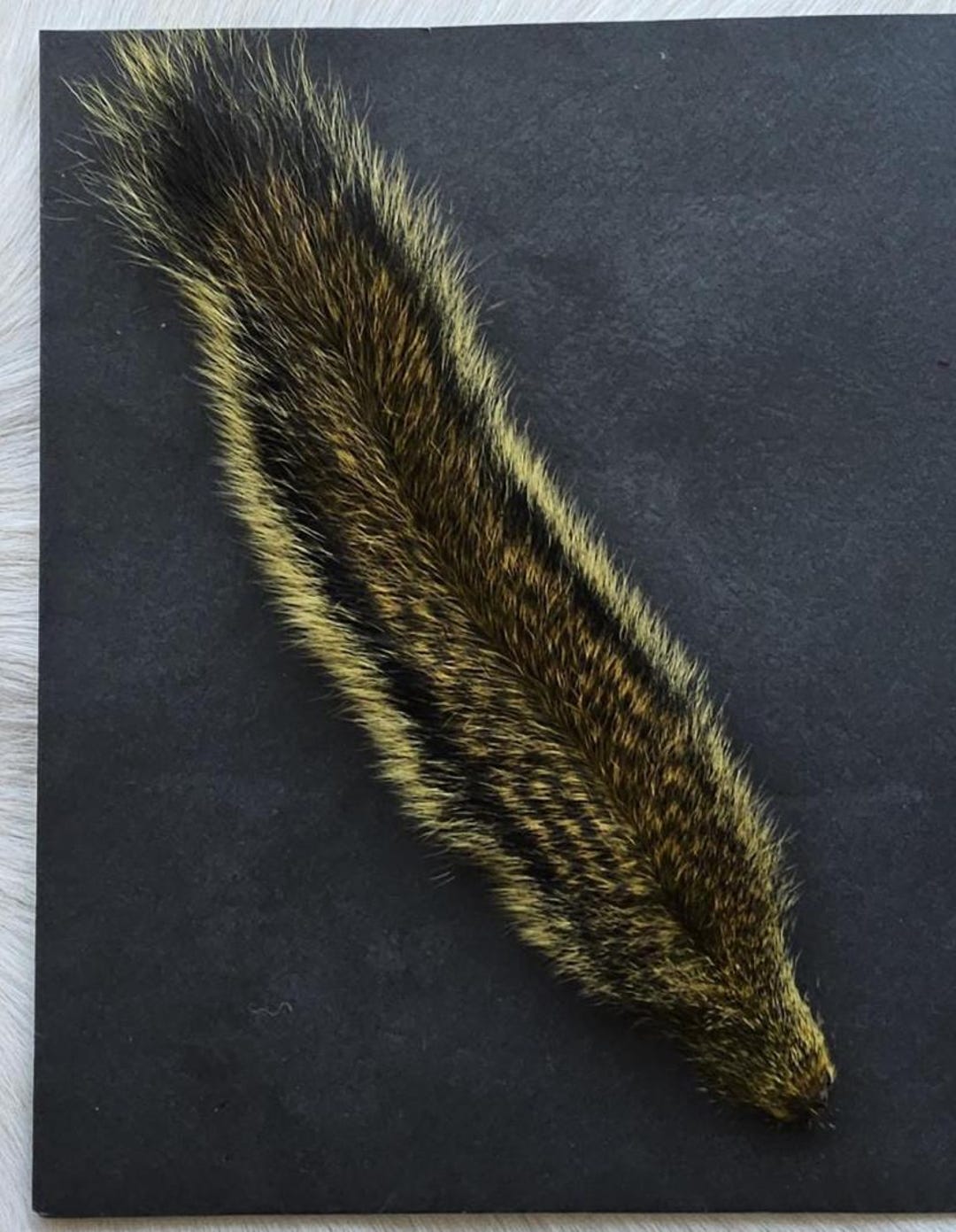 Squirrel Tail... Fly Tying , (1) Large Select , Color.. Yellow Color ...