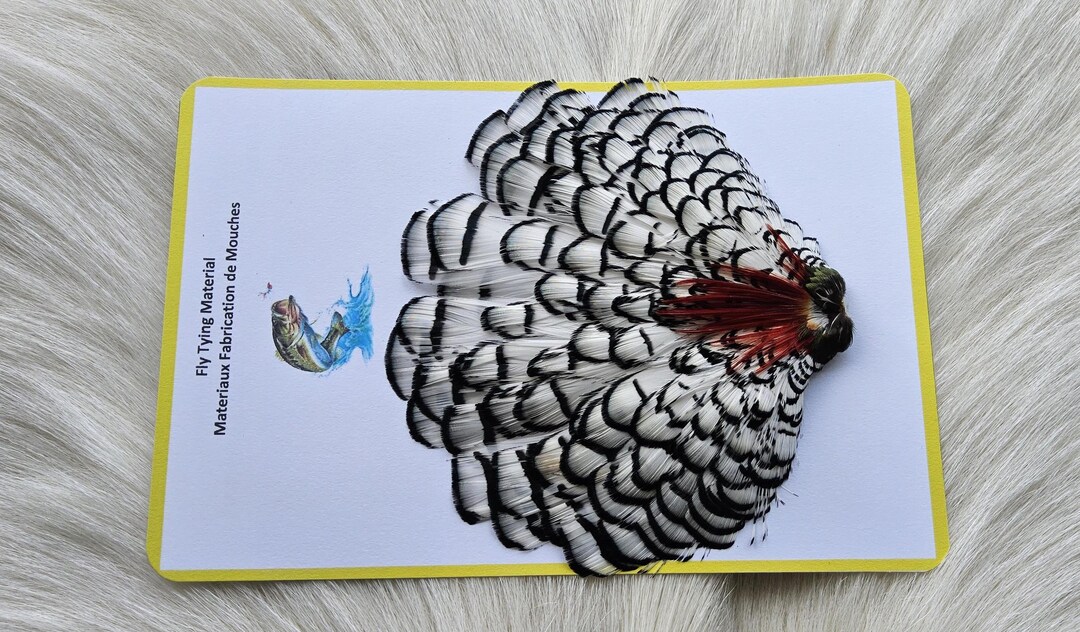 Lady Amherst Cape.. Fly Tying. Grade "aa" Large. Beautiful Natural ...