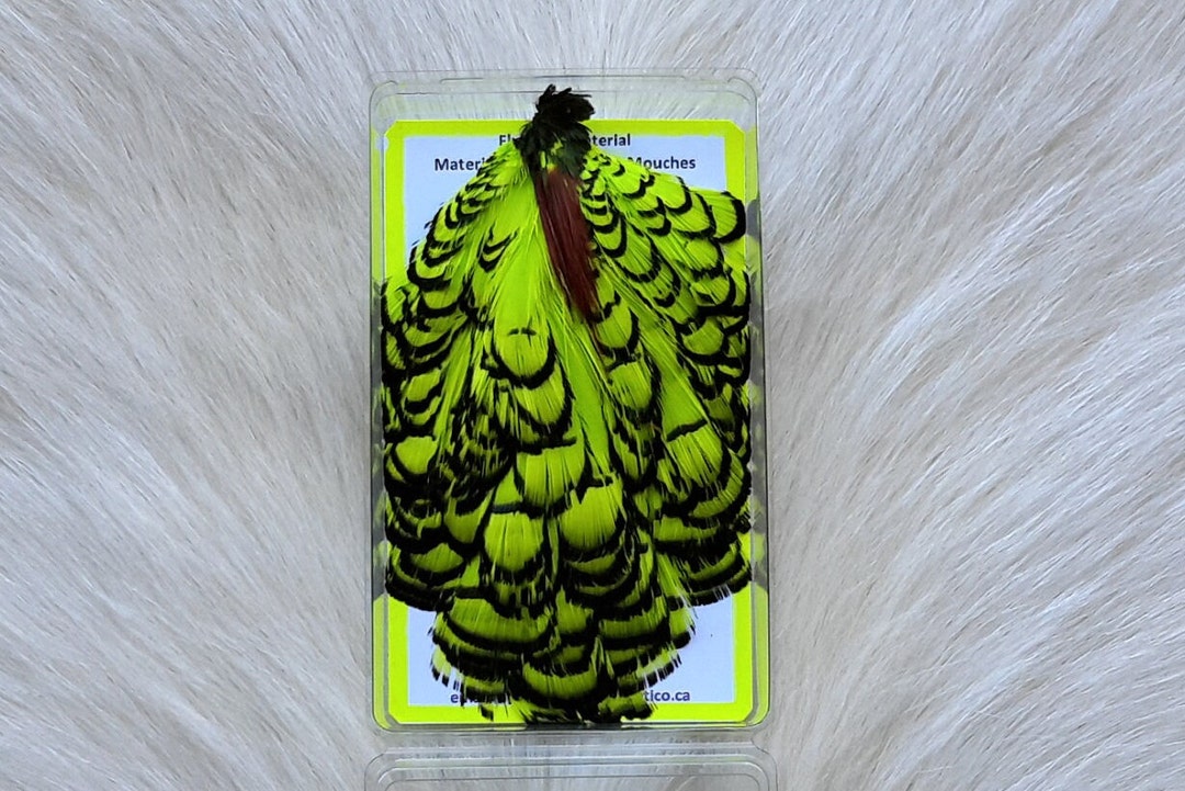 Lady Amherst. Fly Tying Feather... (1) Lady Amherst Cape.. Grade "a ...