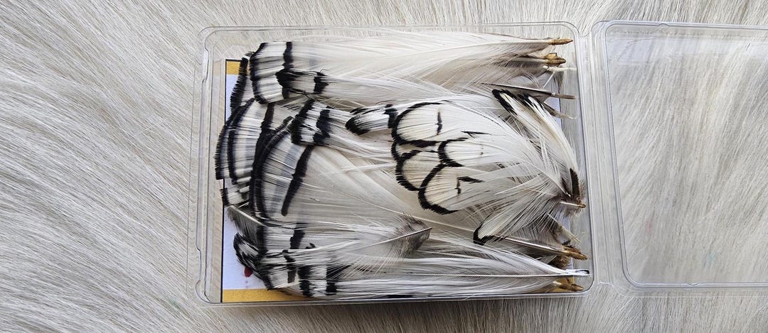 Fly Tying Feather... Loose Lady Amherst Pheasant Feathers. (50) per Box ...