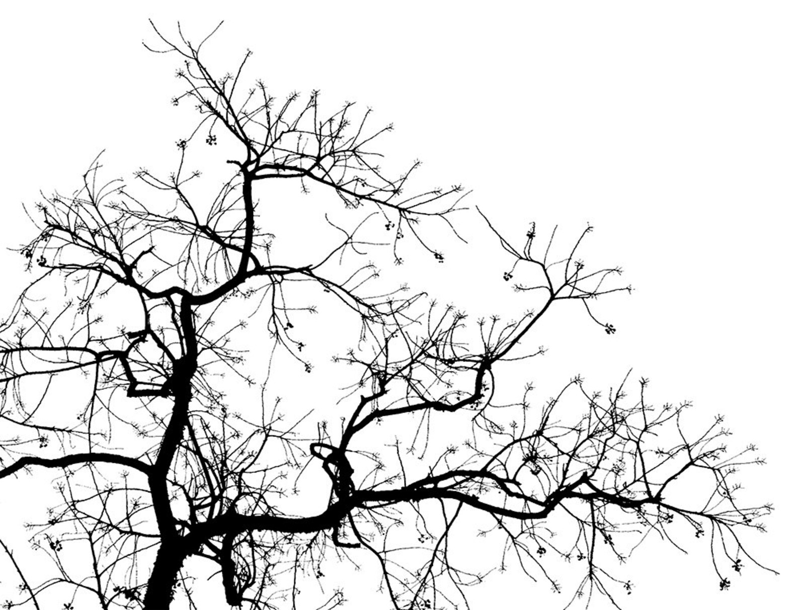 Tree Branches (black) - Extracted - Set 1 - Etsy