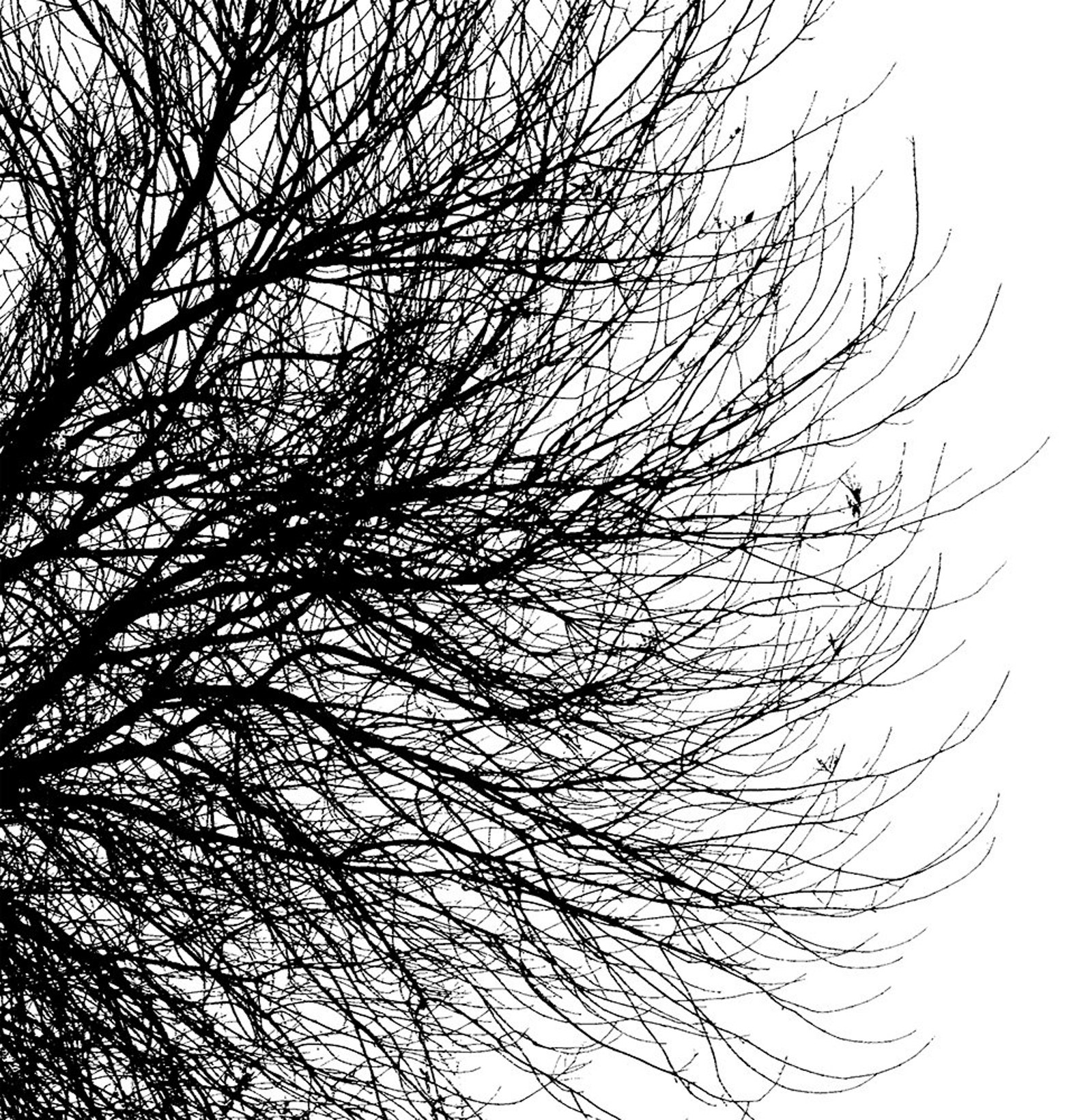 Tree Branches (black) - Extracted - Set 1 - Etsy
