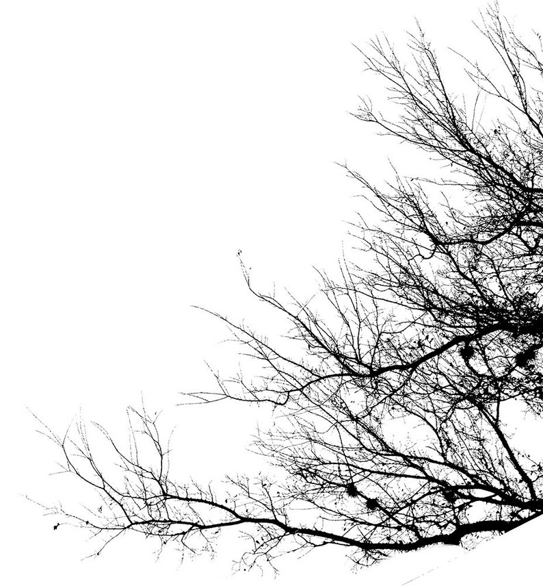 Tree Branches black Extracted Set 1 - Etsy Ireland
