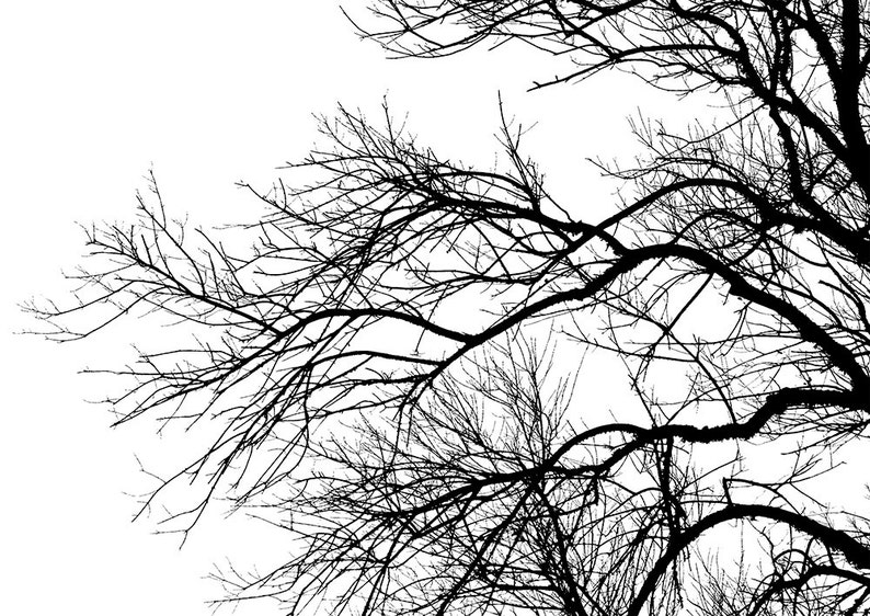 Tree Branches (black) - Extracted - Set 2 - Etsy