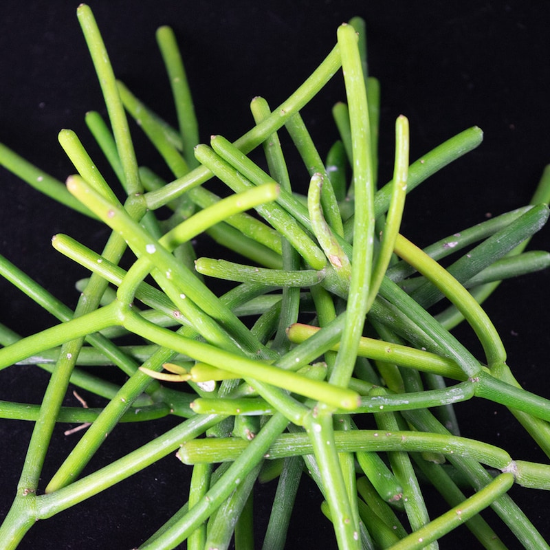 Pencil Cactus - Etsy