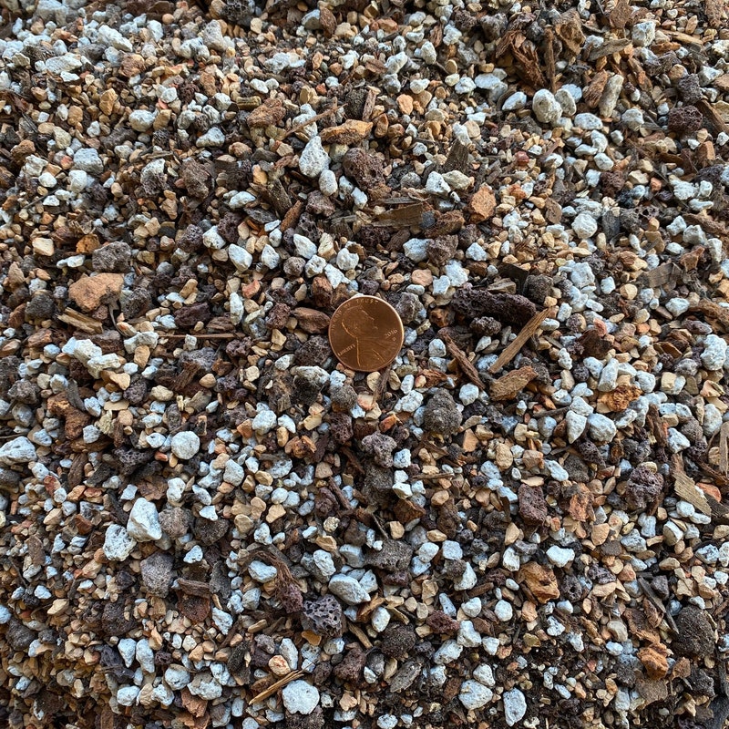 Succulent Plants Medium - Etsy