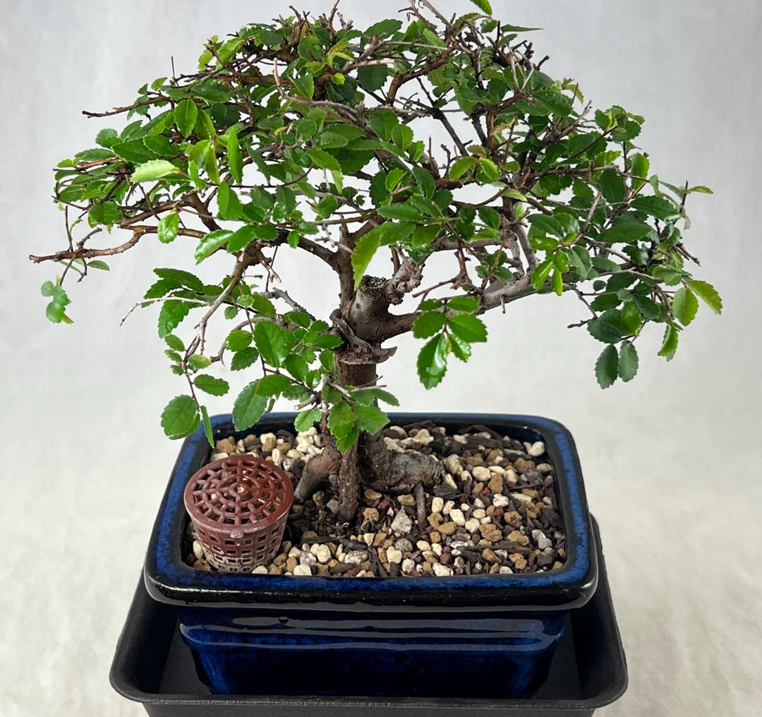 Chinese Cork Bark Elm Shohin Bonsai Tree + Bask With Fertilizer ...