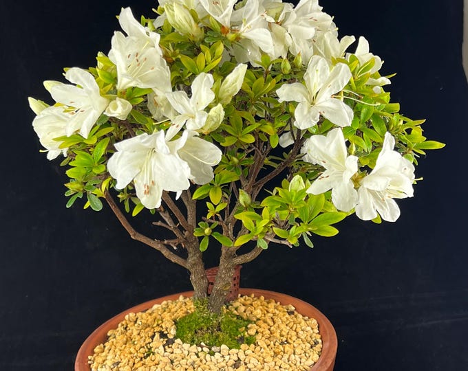 Flowering Dwarf Japanese Satsuki Azalea Double Trunks Kifu Bonsai Tree ...