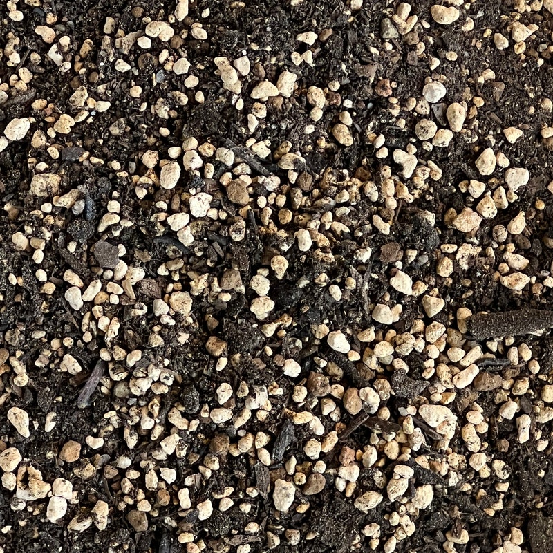 Oak Trees and Azaleas - Etsy