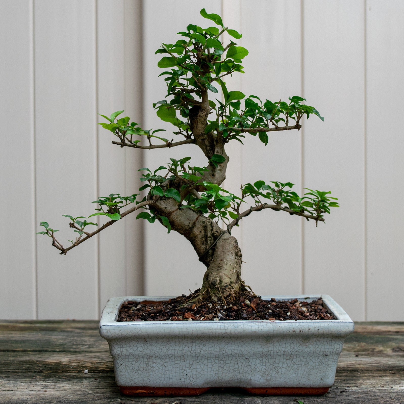 Japanese Privet Bonsai