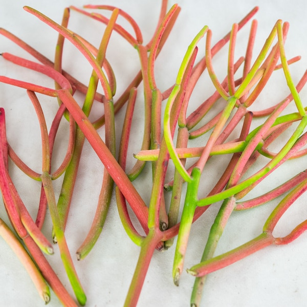 Fire Sticks Succulent - Etsy